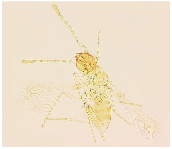 Parasitoides nativos dos EUA atacam ovos de Amrasca biguttula - AENDA